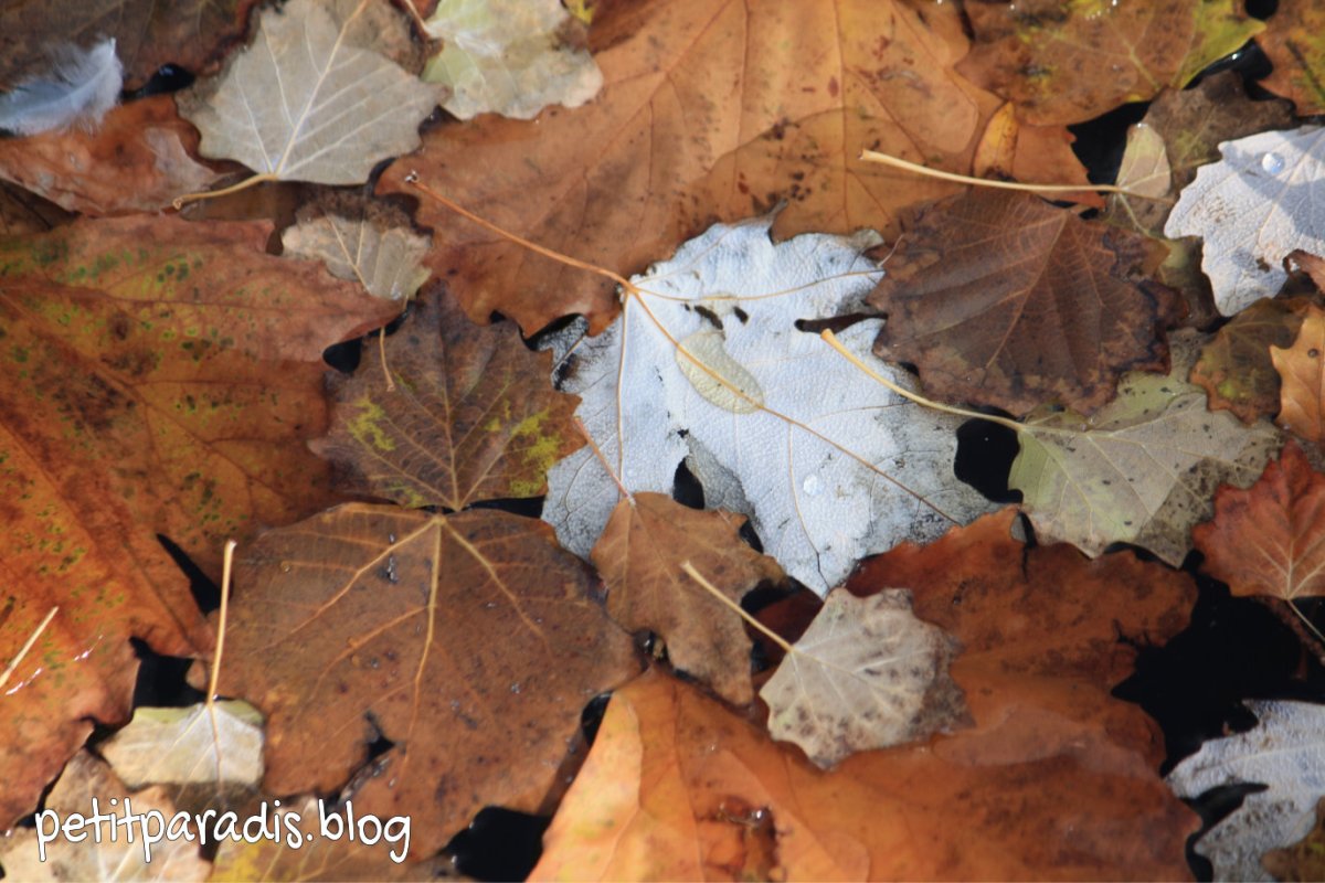 The Highly Productive, Professionally Engineered Leaf Trap – Petit Paradis