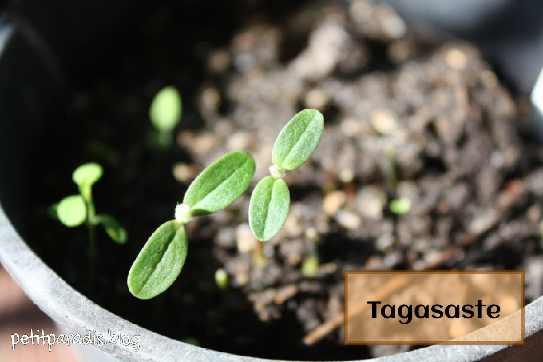 How I Successfully Grow Tagasaste from Seed – Petit Paradis