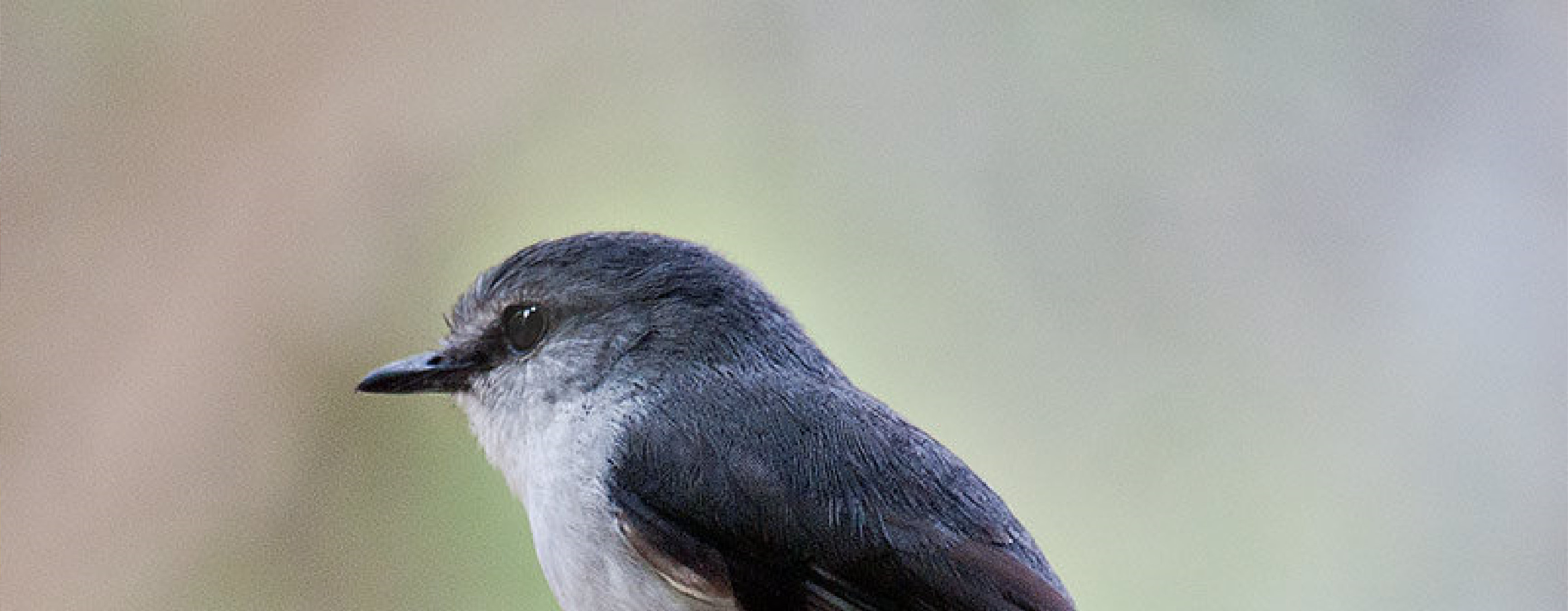 The Return of the White-breasted Robin – Petit Paradis