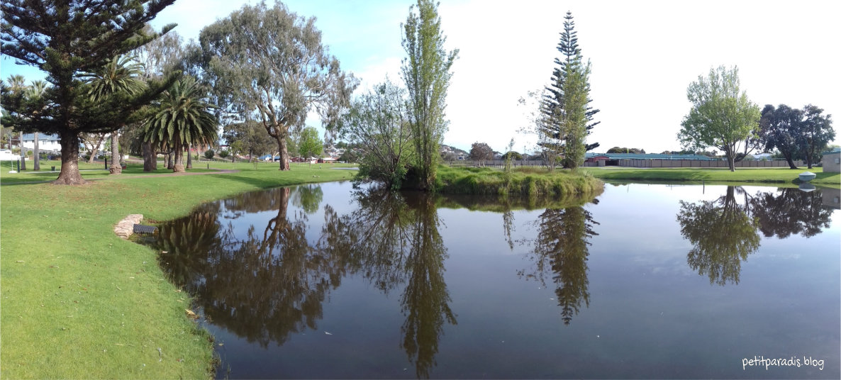 A Turtle in Our Backyard! – Petit Paradis