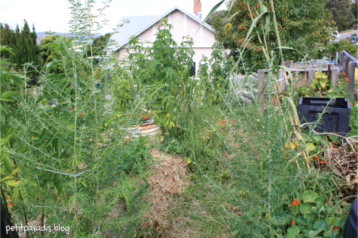 Tagasaste from Seed – Petit Paradis