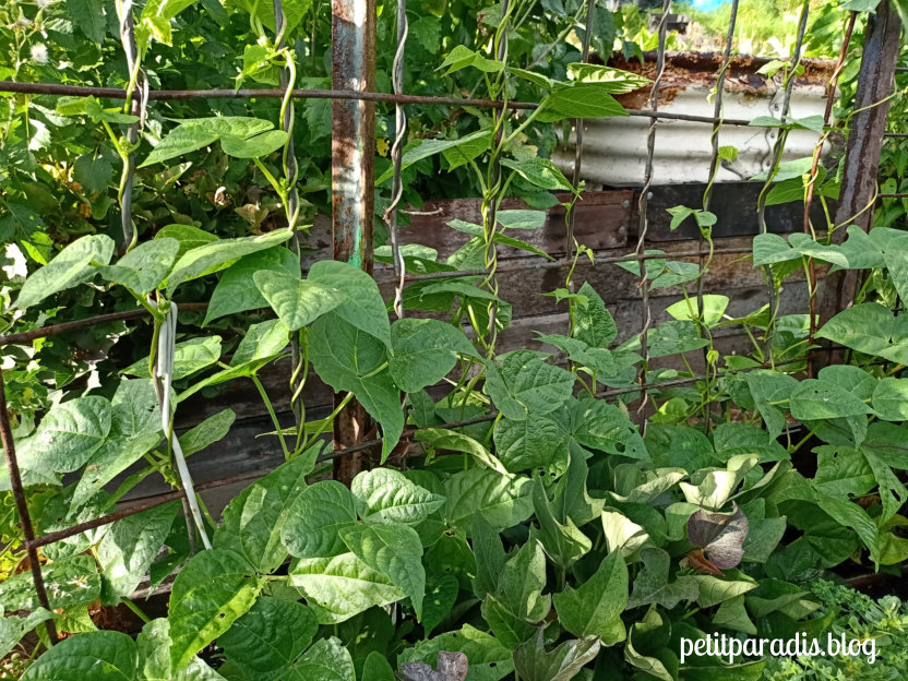 What’s in the Garden? – Petit Paradis